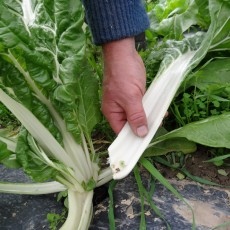 Comment cueillir les blettes ? – Midi Cueillette