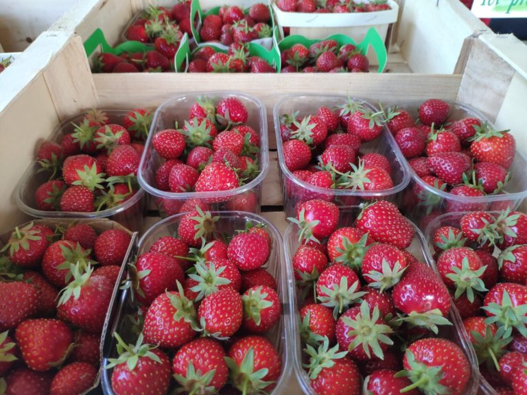 Barquettes fraises – Midi Cueillette